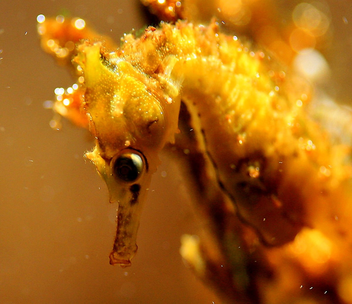 Seahorse Wallpaper Computer Sea Horse Wallpaper (48+ Images)