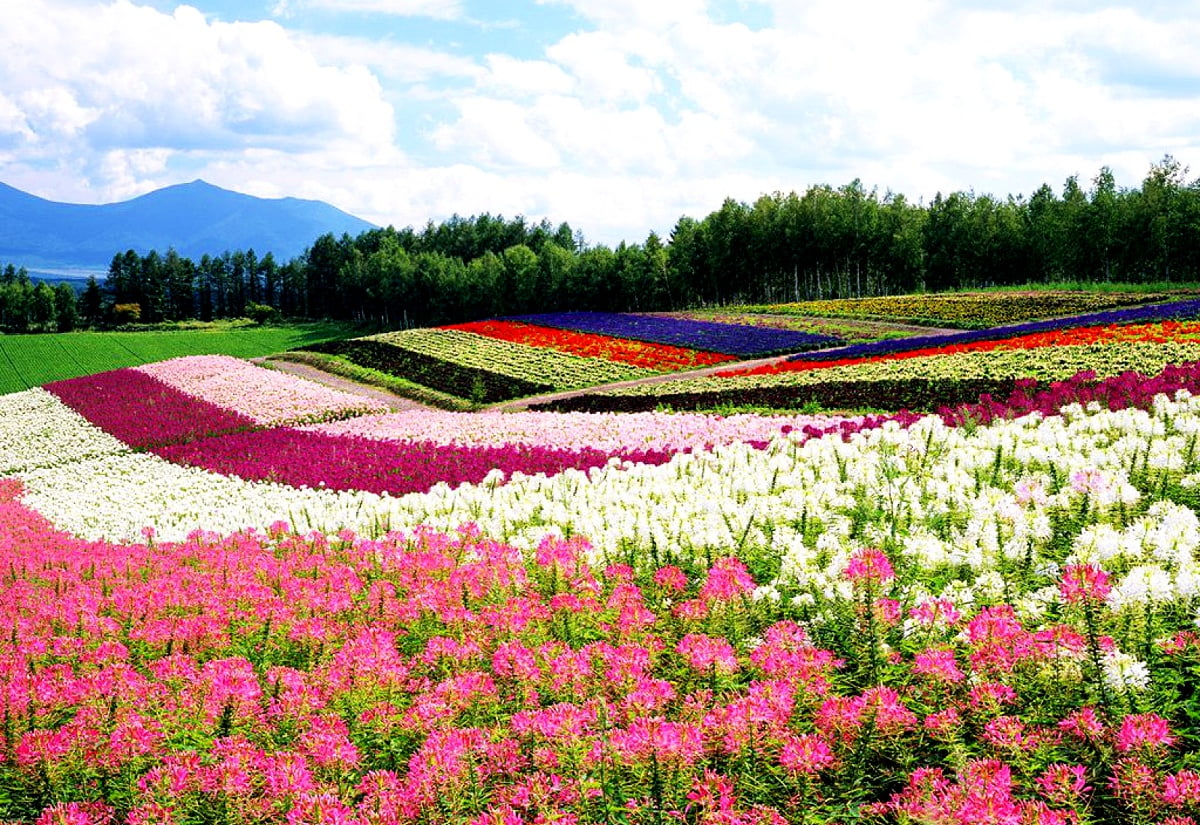 70+ Farm wallpapers HD | Download Free backgrounds