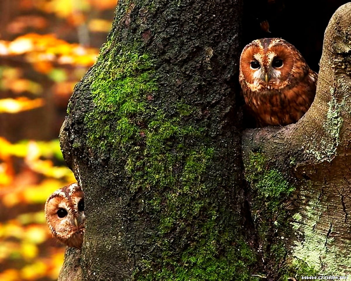 Wallpaper windows Búho, Pájaro, Vida Silvestre | Imagen de Fondo Gratis
