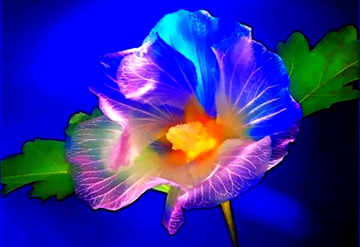 60+ Fantastic flowers backgrounds HD | Download Free wallpapers