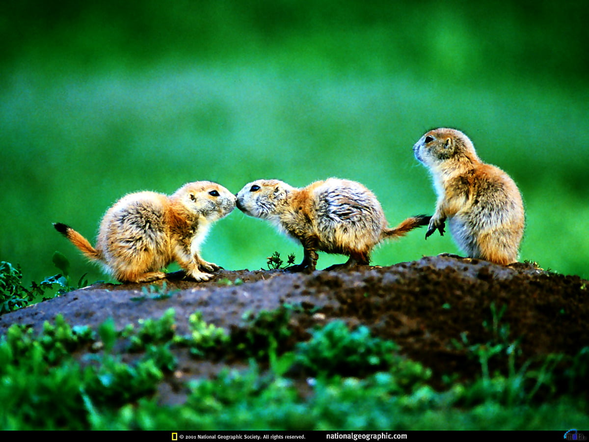 Fonds d'écran Marmotte HD | Télécharger Gratuitement