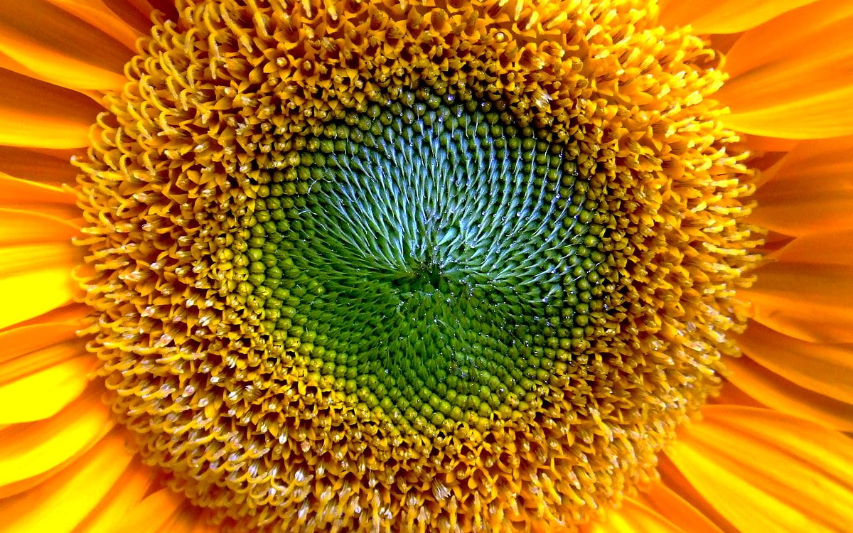 30+ Fondos de pantalla - Semilla de girasol HD | Fondos Gratis