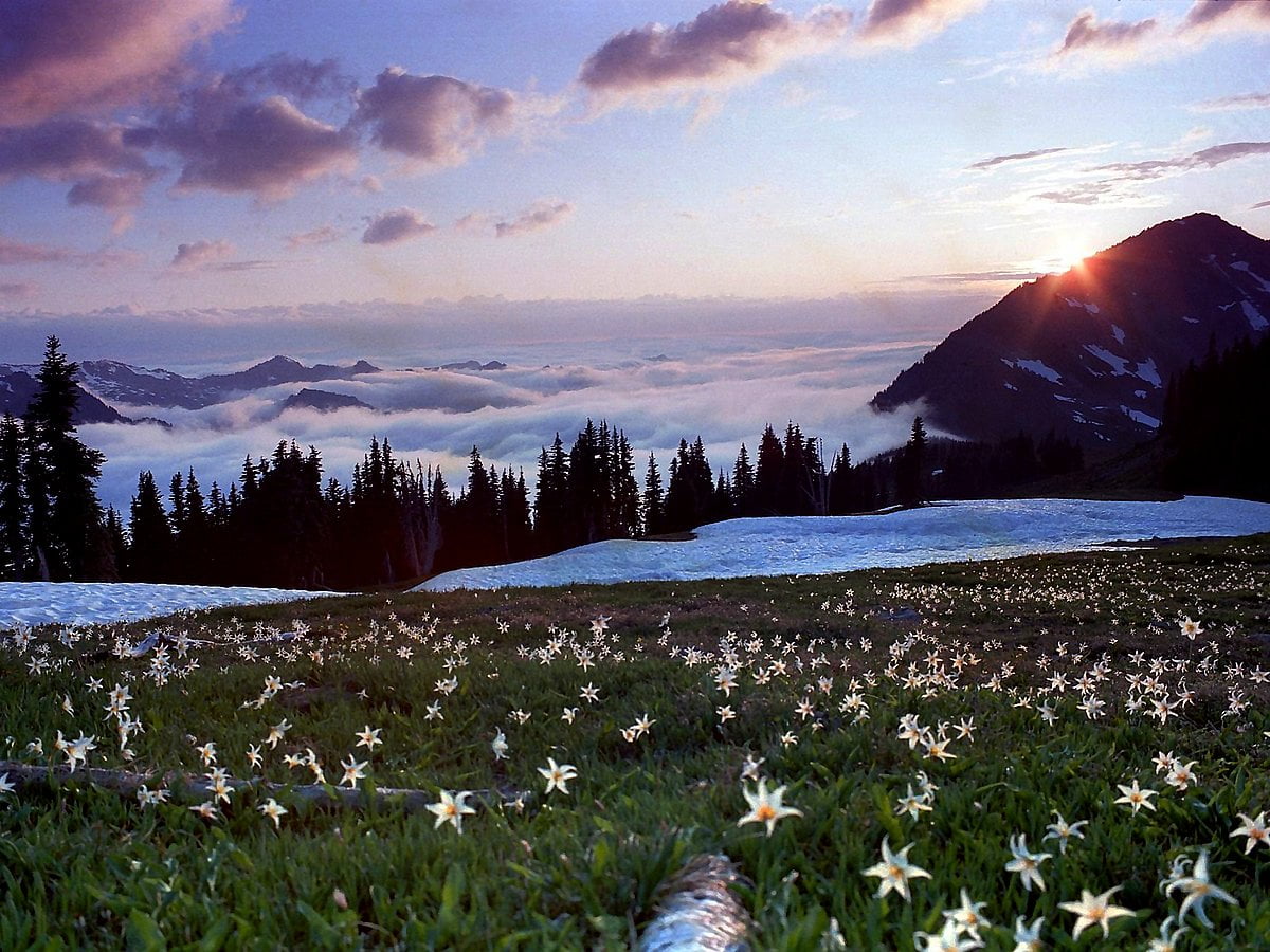 340+ Wildflower wallpapers HD | Download Free backgrounds