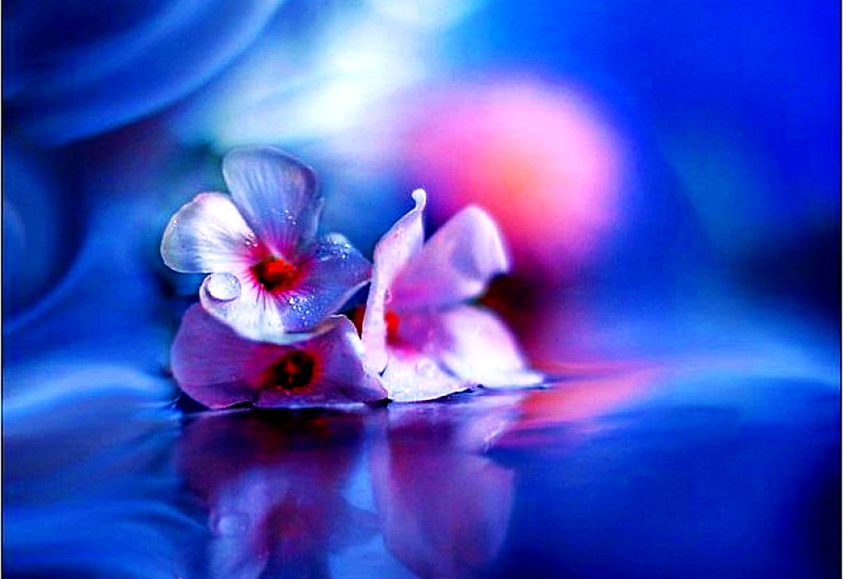 60+ Fantastic flowers wallpapers HD | Download Free backgrounds
