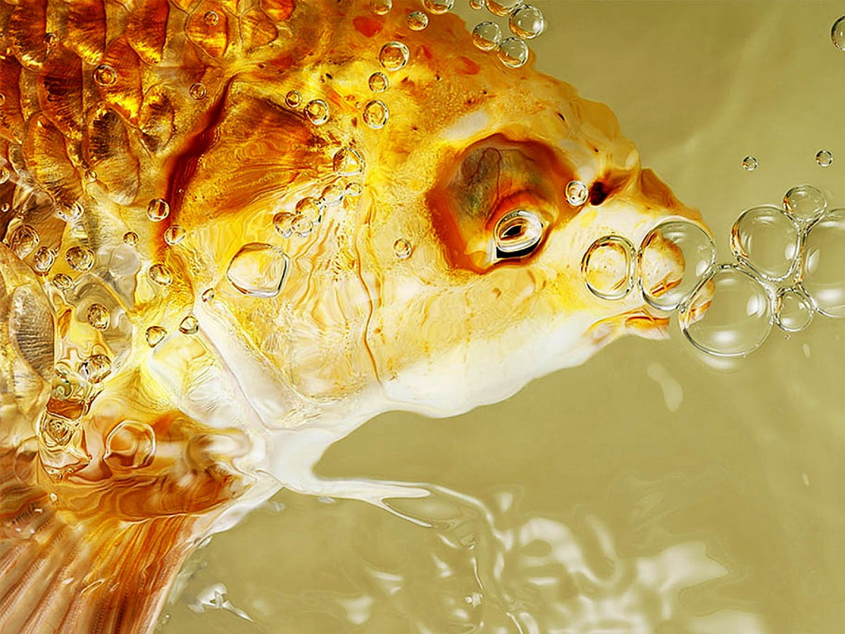 610+ Fish wallpapers HD 🔥 Download Free backgrounds
