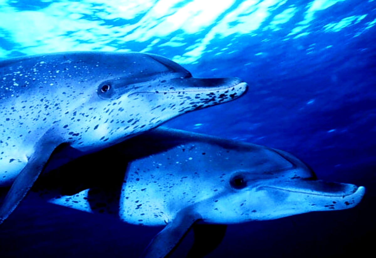 Delfiini, Pullonokkadelfiini, Eläimet taustakuva | Ilmainen Lataus