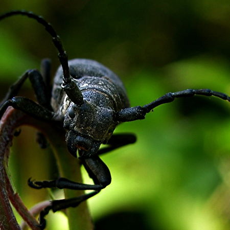 Background Insects, Nat Geo, National Geographic | Best Free photos