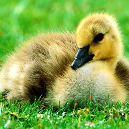 Animals Wallpapers and Desktop Backgrounds | Free Download